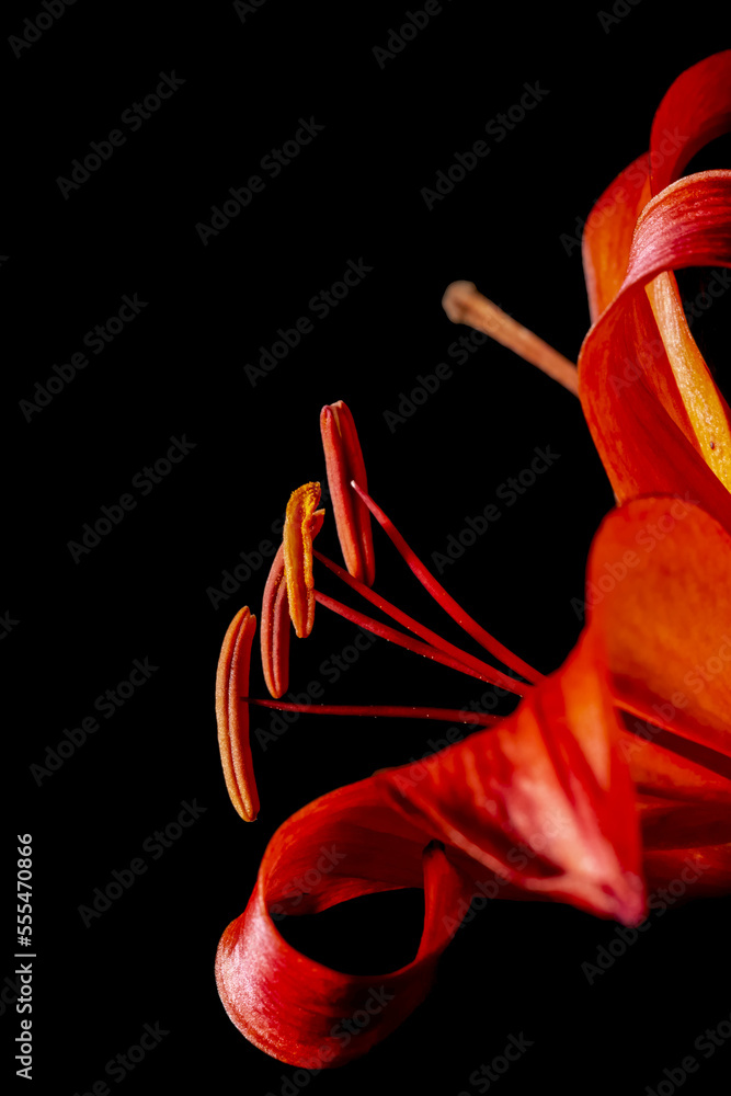 Matrix Asiatic Lily plant in bloom on a black background Stock Photo ...