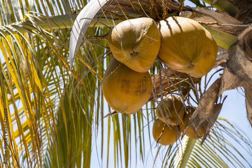Coconuts growing on a coconut tree (Cocos nucifera); Huatulco, Oaxaca ...