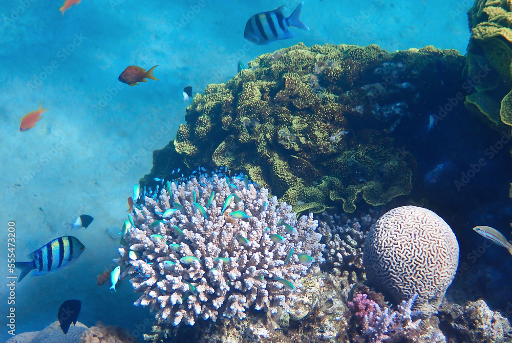 Sea life of coral reefs, concept of biodiversity of marine ecosystems ...