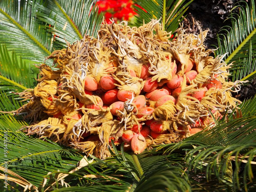 Fruits of Sago palm tree, Cycas revoluta Stock Photo | Adobe Stock