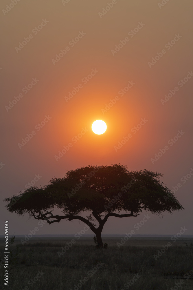 Sun setting behind lone acacia tree on the edge of the Katavi Plain in ...