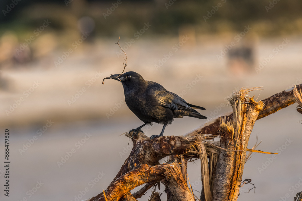 An American Crow (Corvus brachyrhynchos) collects nesting material at ...