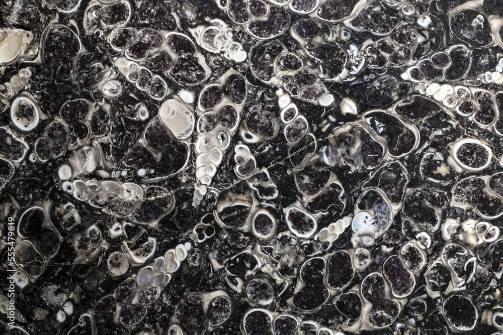 Black and white image of a fossil slice of pre-historic shells; Canada ...