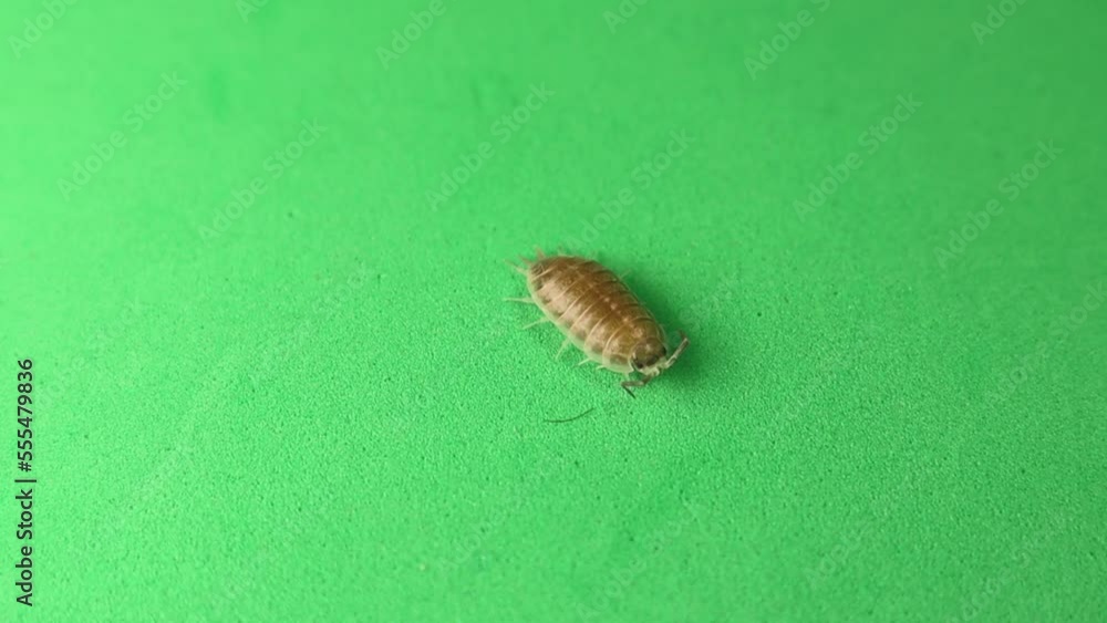 Woodlouse, pill bug on a green background. Wood louse isolated. It's ...