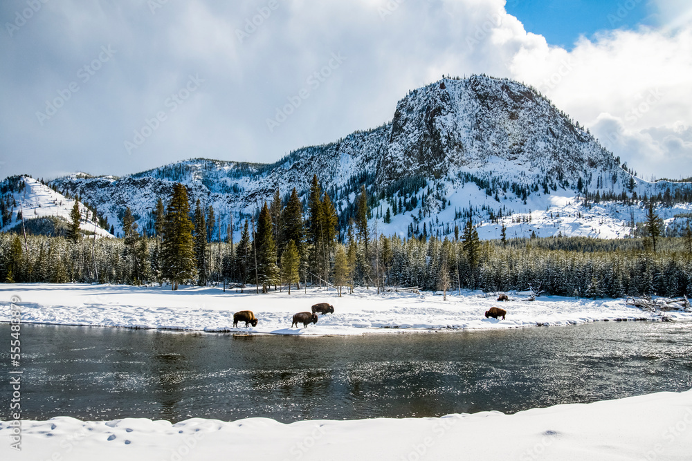 Winter landscape with American Bison (Bison bison) grazing along the ...