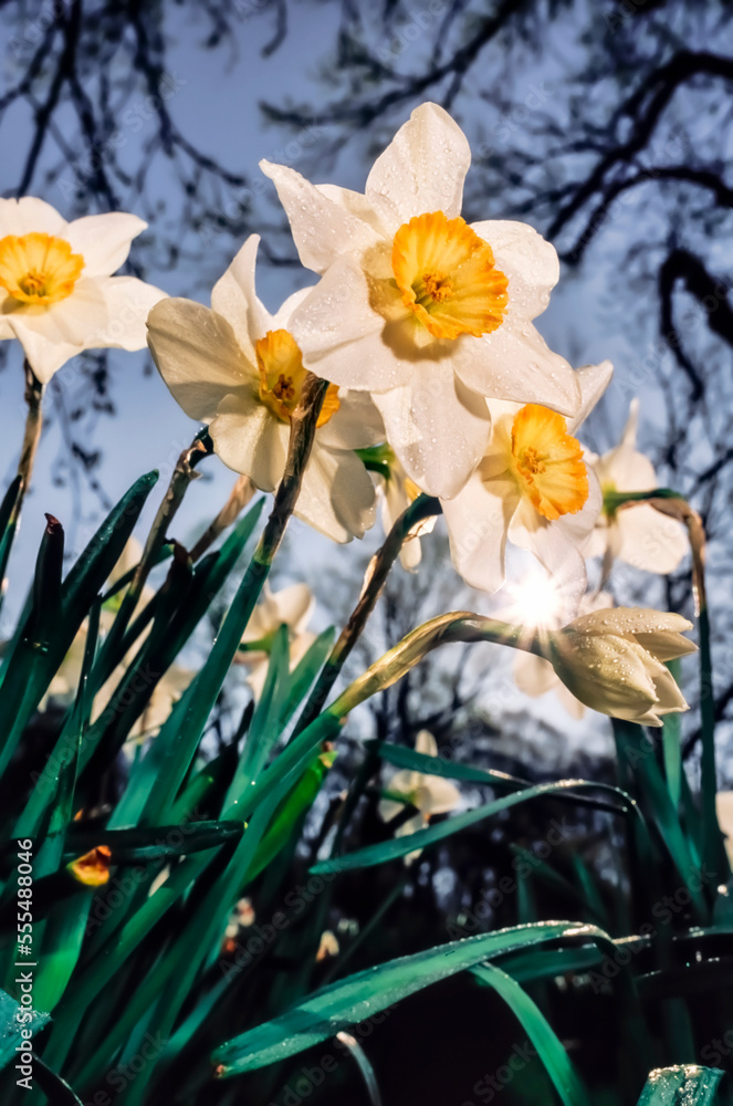 Sun rising behind large-cupped daffodils (Narcissus), 'Manon Lescant ...