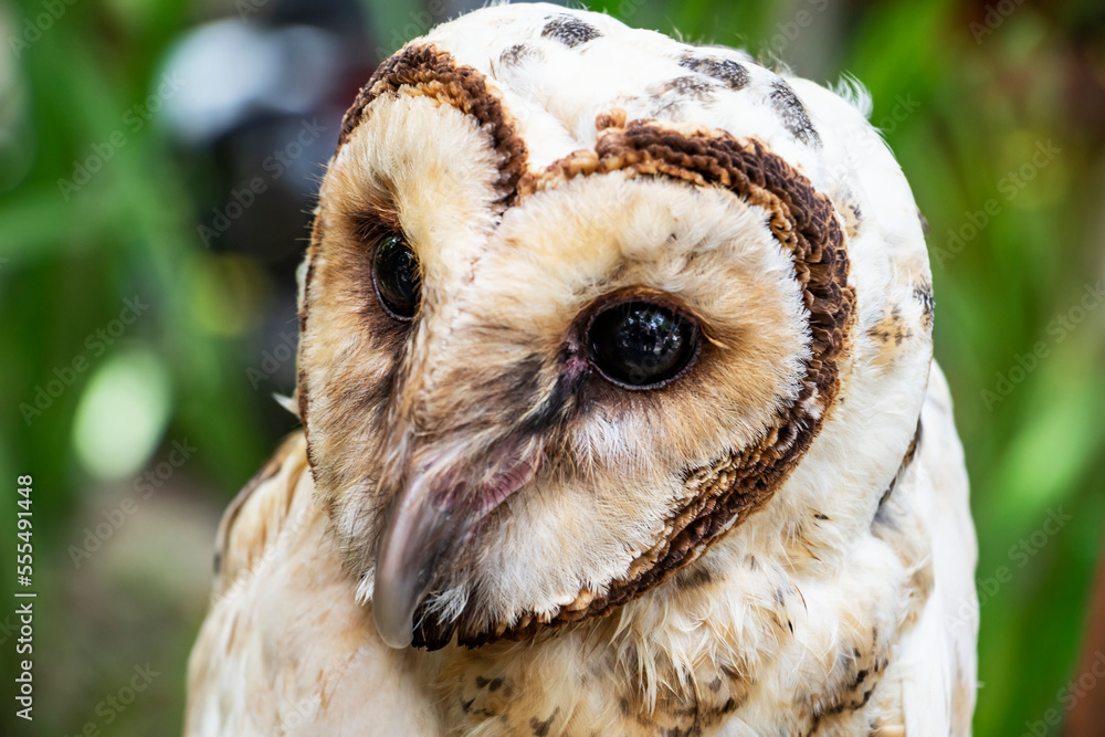 Sulawesi masked owl (Tyto rosenbergii), Mount Mahawu; North Sulawesi ...