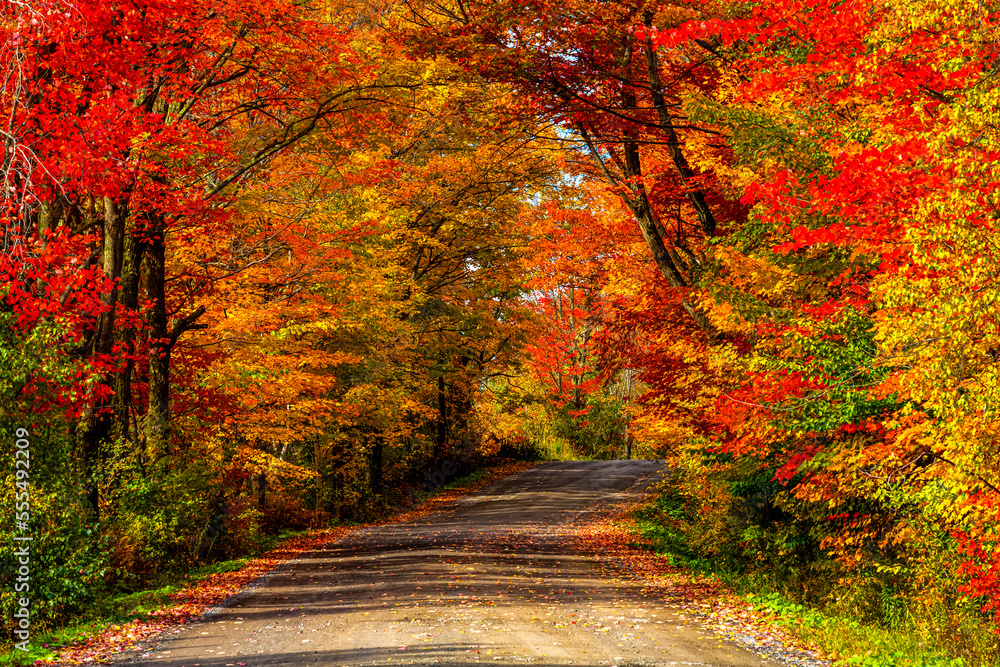 Vibrant autumn coloured foliage in a forest and a road running through ...