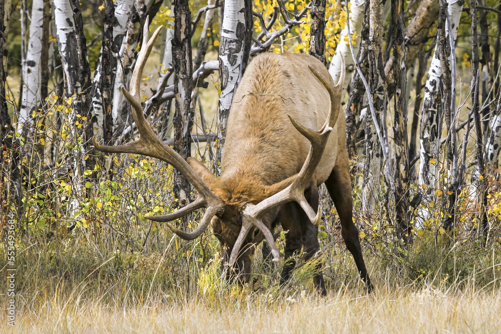 Bull elk (Cervus canadensis) grazing on plants outside a forest; Estes ...