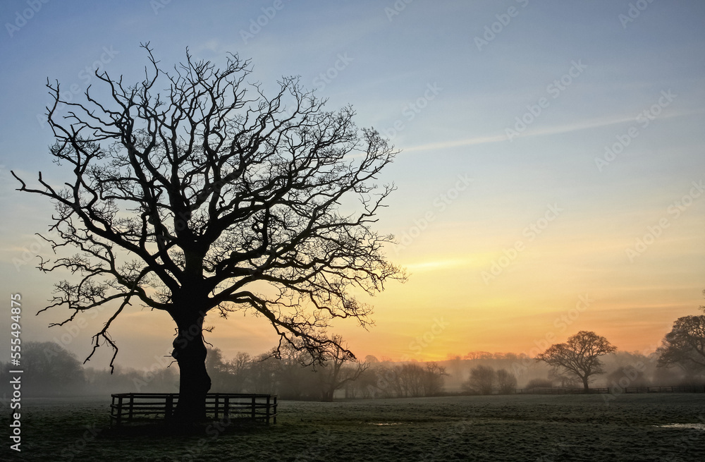 Silhouette of a big leafless tree in a foggy field in winter at dawn ...