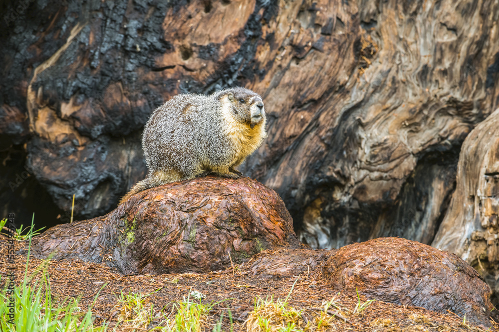 Foto de Yellow-bellied Marmot (Marmota flaviventris) sitting at the ...