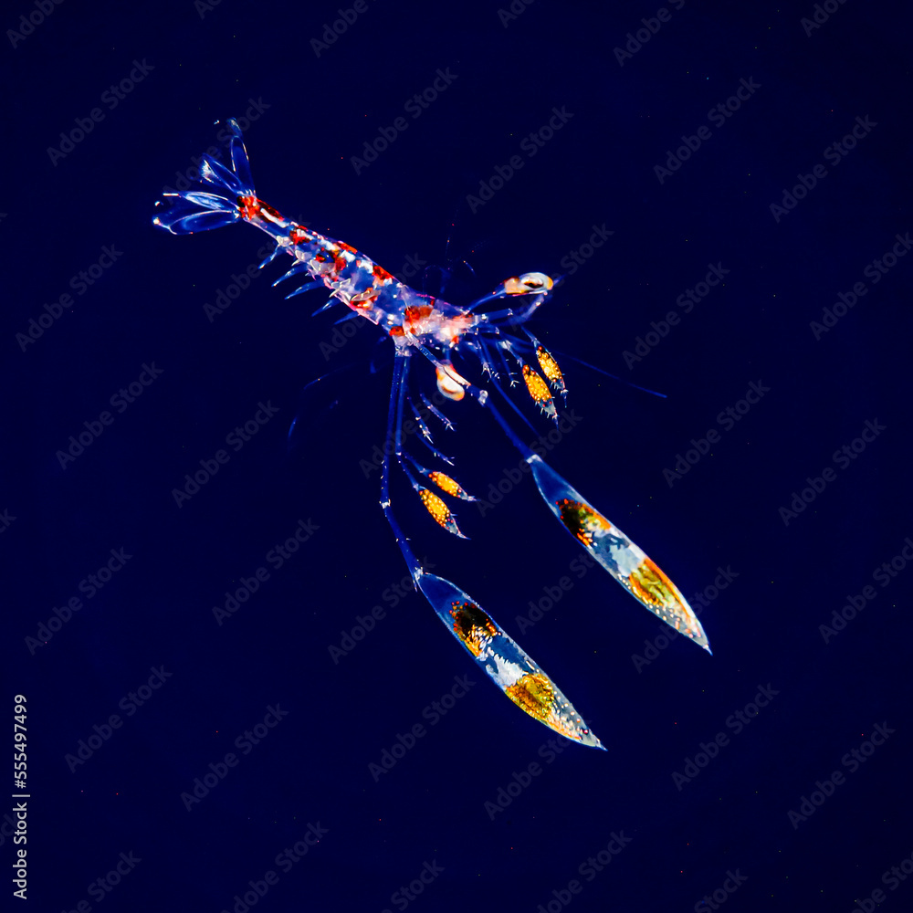 Lysmata late stage zoea larva that was photographed under water during ...