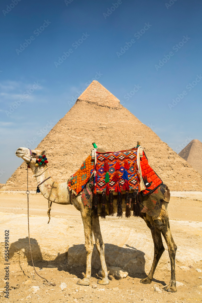 Decorated camel and Pyramid of Khafre (Chephren), Giza Pyramid Complex ...