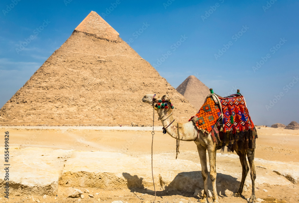 Decorated camel and Pyramid of Khafre (Chephren), Giza Pyramid Complex ...