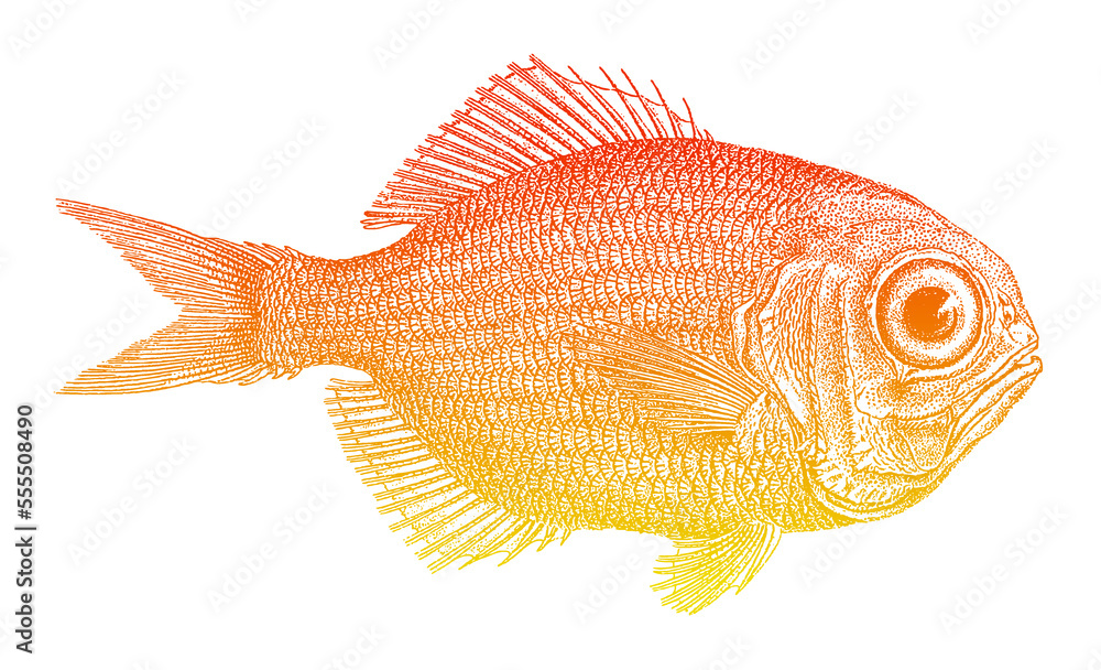 Poster Short alfonsino centroberyx spinosus, South African marine fish ...