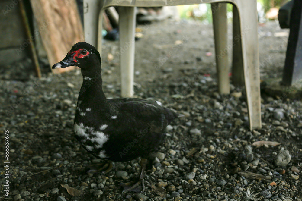 Pato negro de granja con madera de fondo sobre tierra de piedras Stock ...