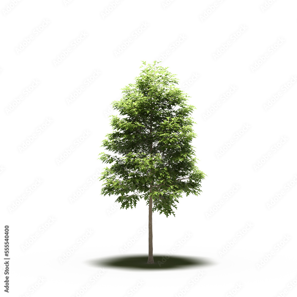large tree with a shadow under it, isolated on white background, 3D ...