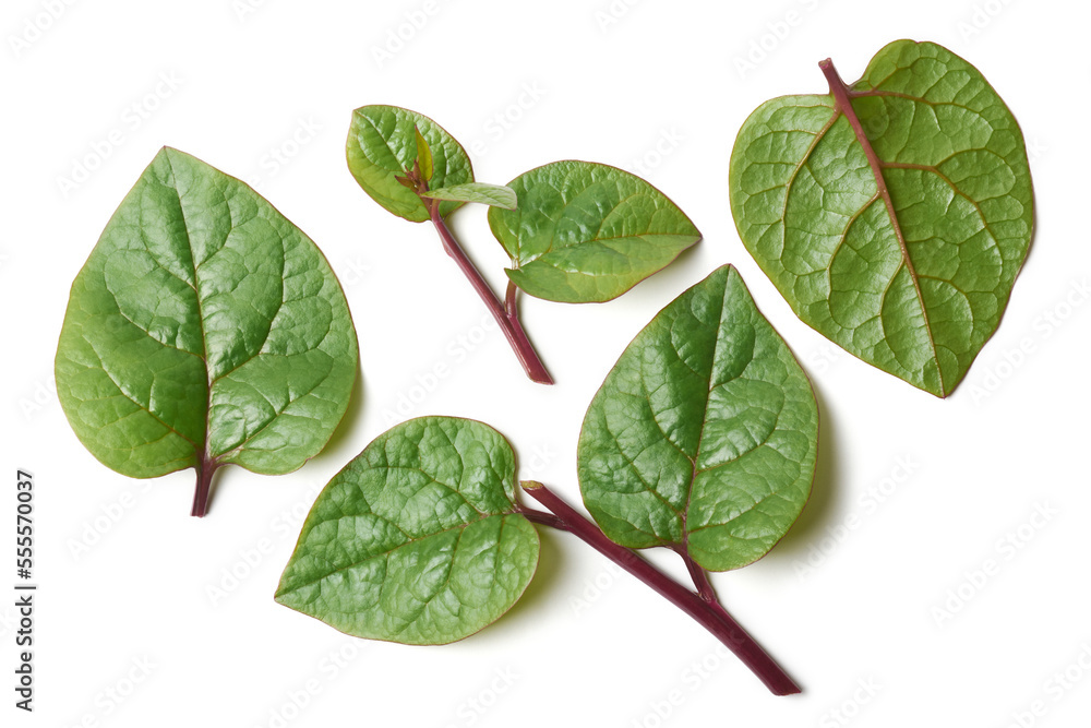 malabar spinach or ceylon spinach plant parts isolated on white ...