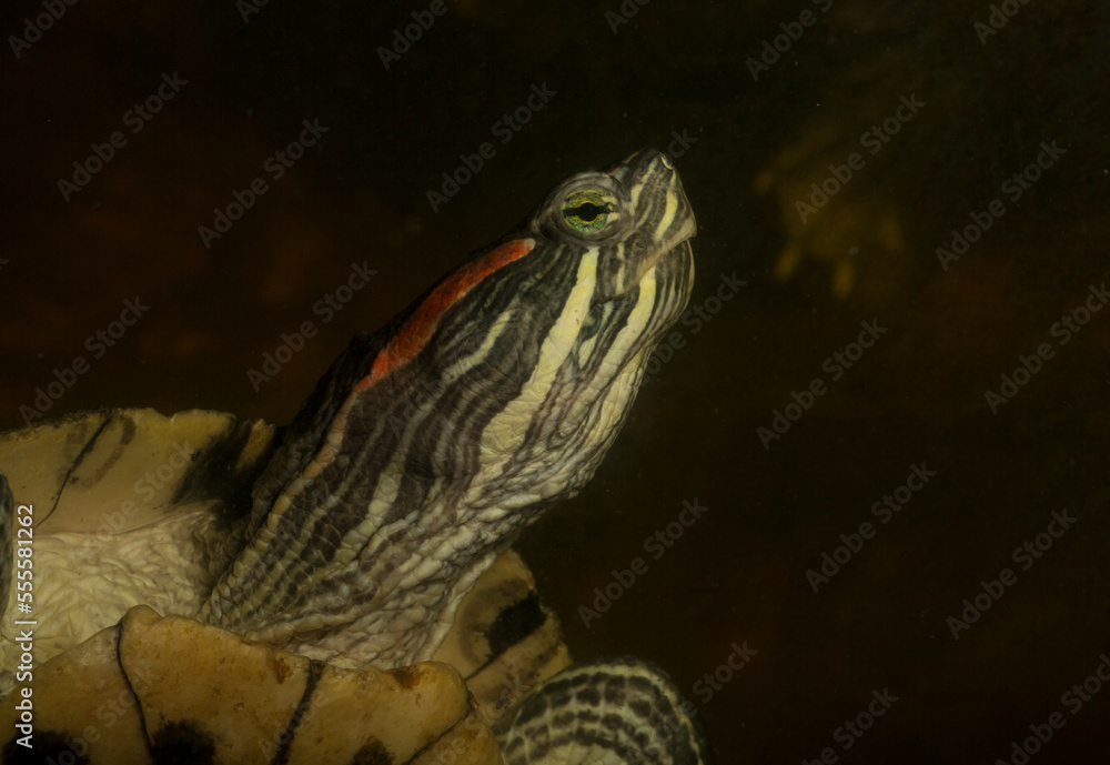 Red-eared terrapin (Trachemys scripta elegans) is a subspecies of the ...