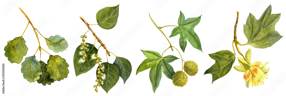 watercolor drawing branches of trees, aspen, plane, poplar and ...