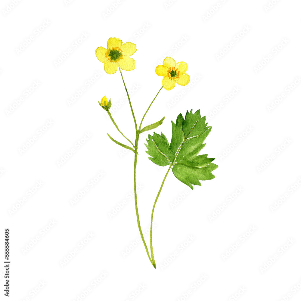 watercolor drawing flower of buttercup, Ranunculus japonicus ...