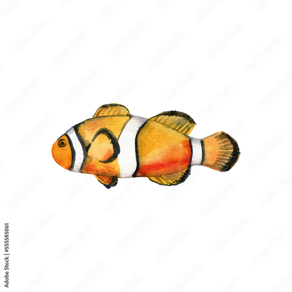 Clown Fish Illustration