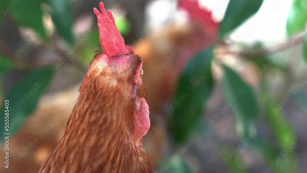Close up portrait head shot of a free-range chicken rooster, gallus ...