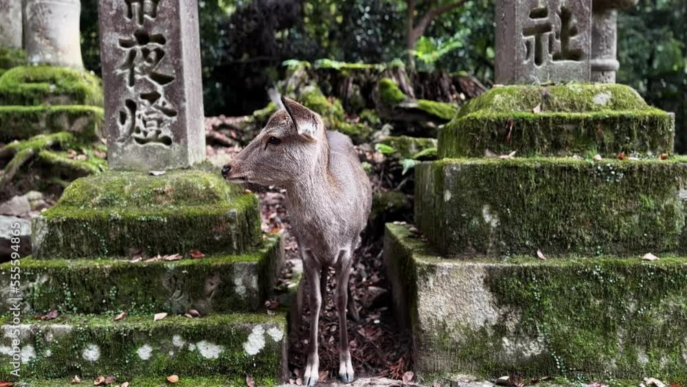 Deer standing between two graves in Nara Japan. near Kasuga Taisha ...