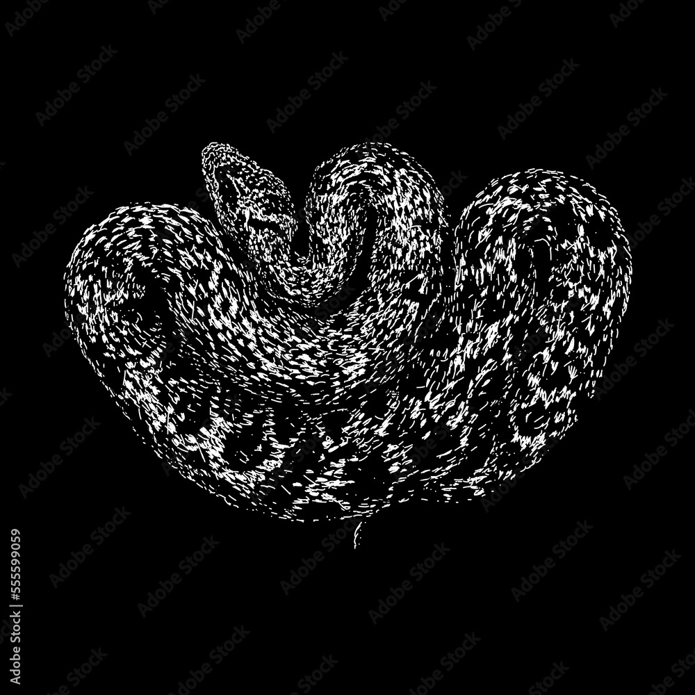 Saw-scaled viper hand drawing vector isolated on black background ...