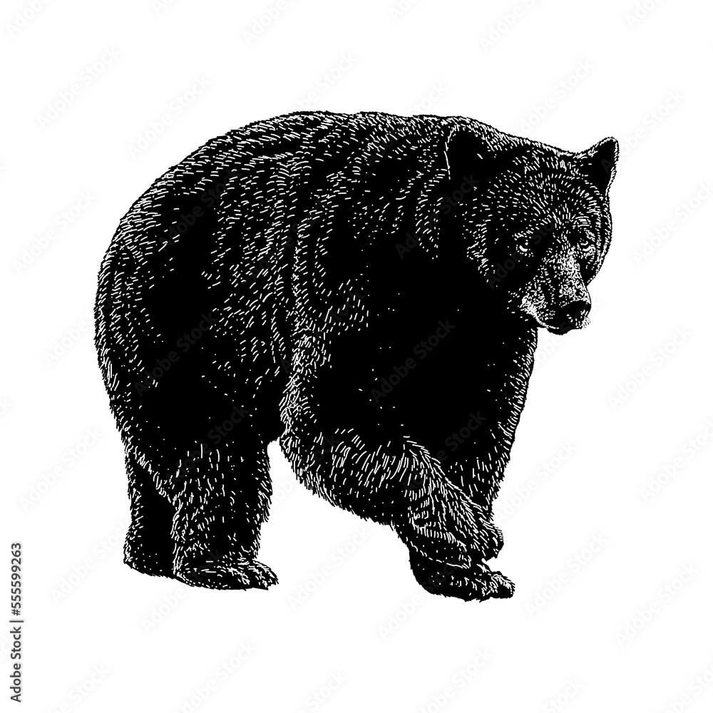 North American Black Bear hand drawing vector illustration isolated on ...