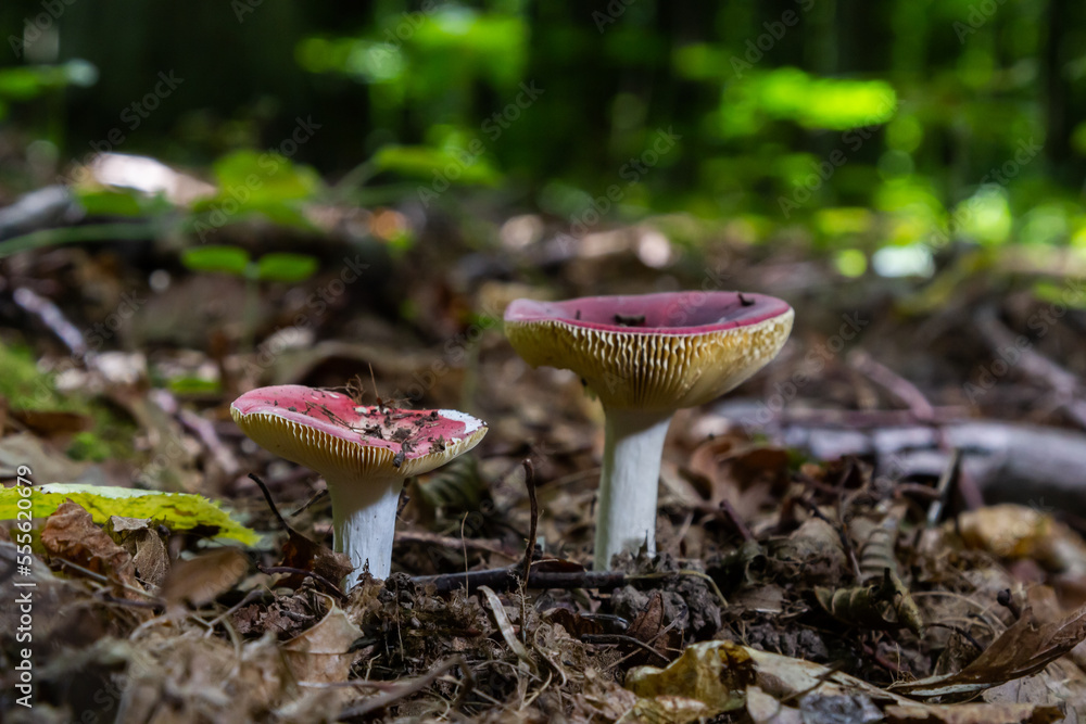 Russula xerampelina, also known as the crab brittlegill or the shrimp ...