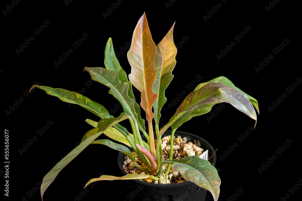 Philodendron 'Ring of Fire', a variegated aroid plant with splashes of ...