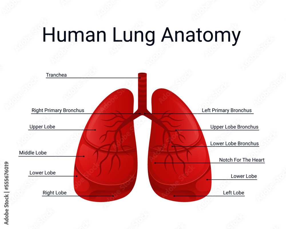 Human lung anatomy illustration, design for medical vector Stock Vector ...