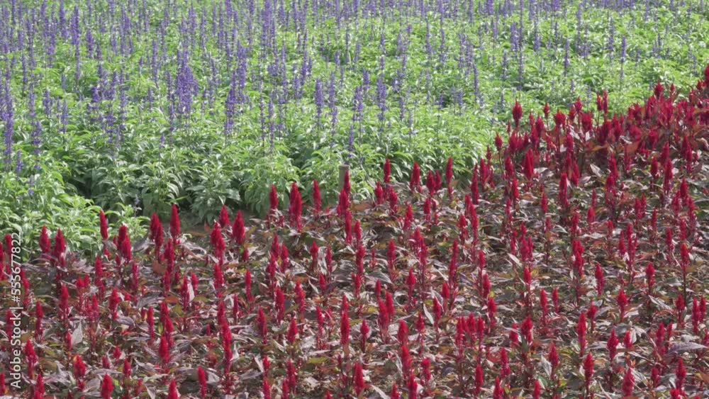 blooming red Celosia argentea or plumed cockscomb or silver cocks comb ...