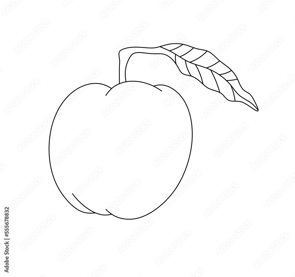 Vector isolated one single simple apple quince fruit with leaf ...