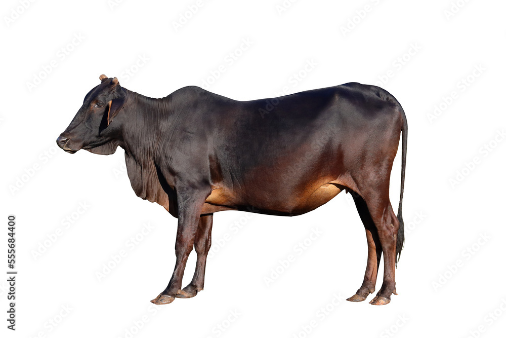 Beautiful black cow isolated on transparent background png file Stock ...