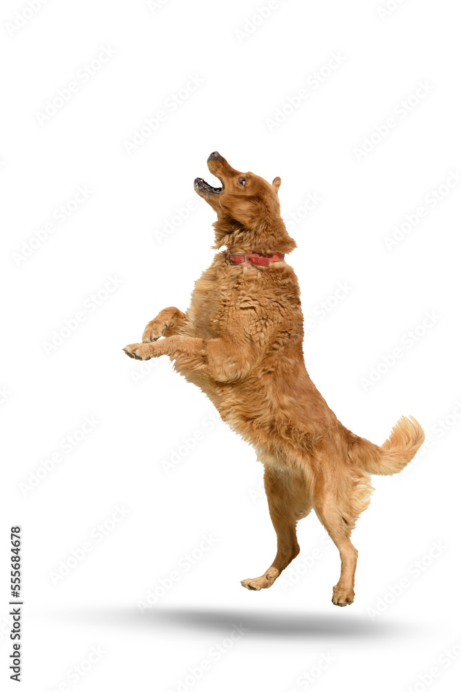 Golden retriever dog on a Transparent background with shadow. Stock ...
