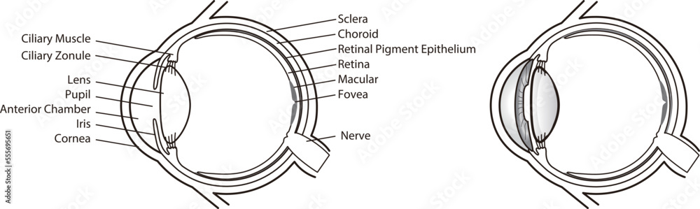 anatomy of human eye vector illustration in monochrome Stock Vector ...