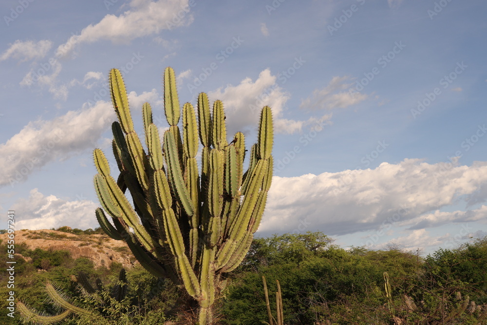 TREES AND VEGETATION OF THE CAATINGA BIOME IN NORTHEAST BRAZIL. CACTUS ...