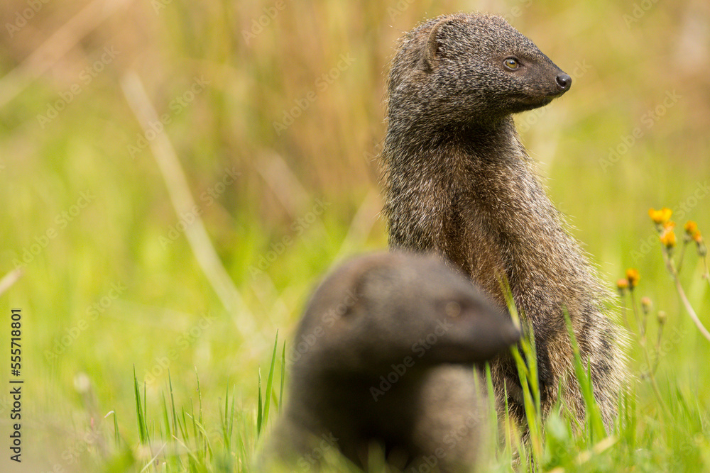 Wild Egyptian mongoose hunting in savanna Stock Photo | Adobe Stock