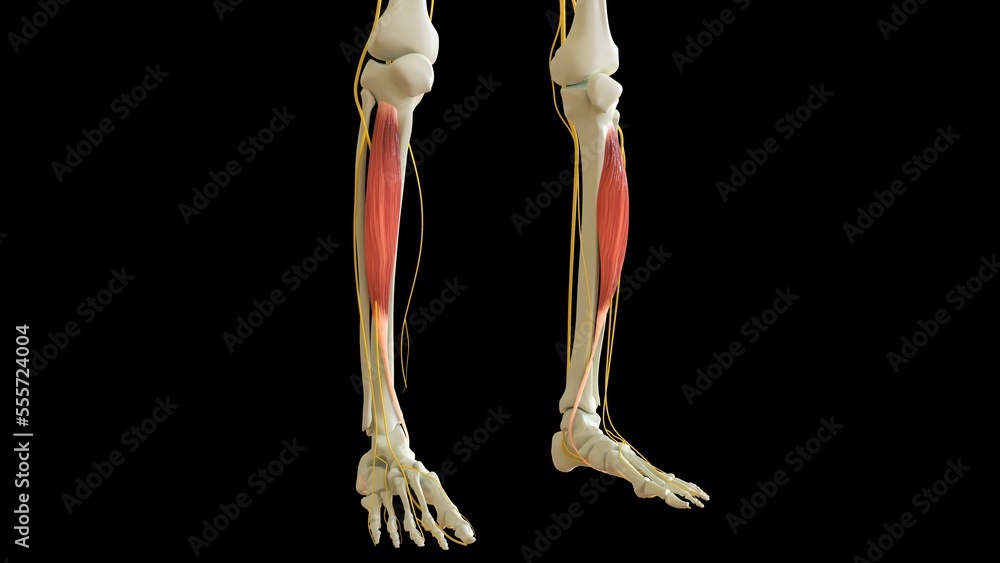 Tibialis Anterior Muscle anatomy for medical concept 3D rendering Stock ...