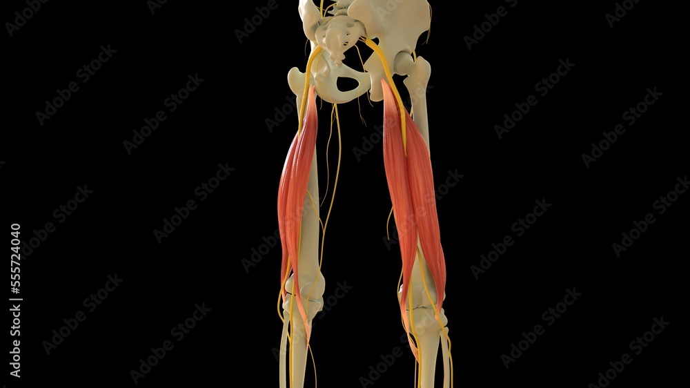 Bicep Femoris Muscle anatomy for medical concept 3D rendering Stock ...