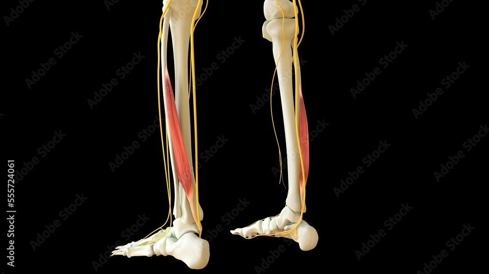 Flexor Hallucis Longus Muscle anatomy for medical concept 3D rendering ...