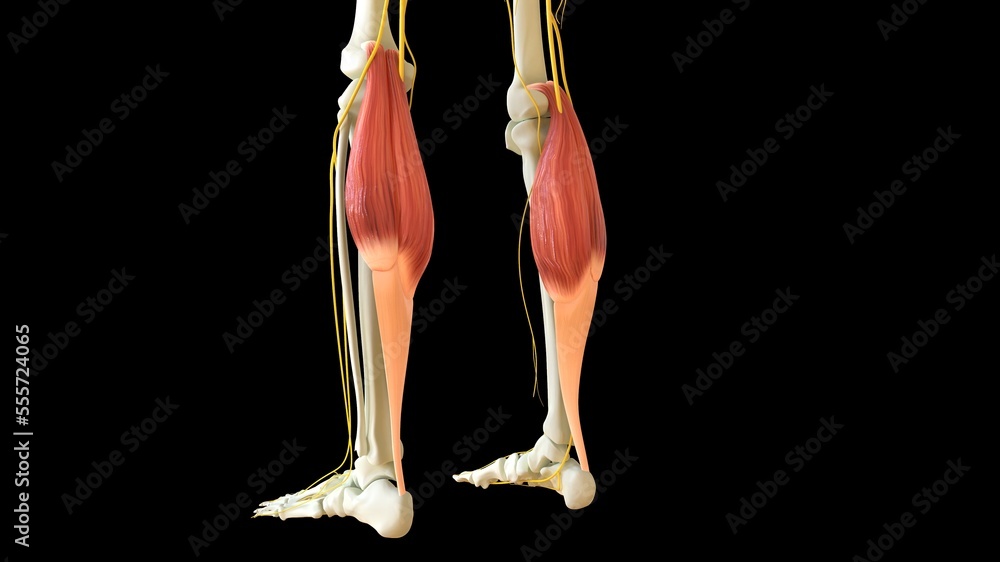 Gastrocnemius Muscle anatomy for medical concept 3D rendering Stock ...