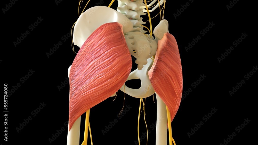Gluteus Maximus Muscle anatomy for medical concept 3D rendering Stock ...