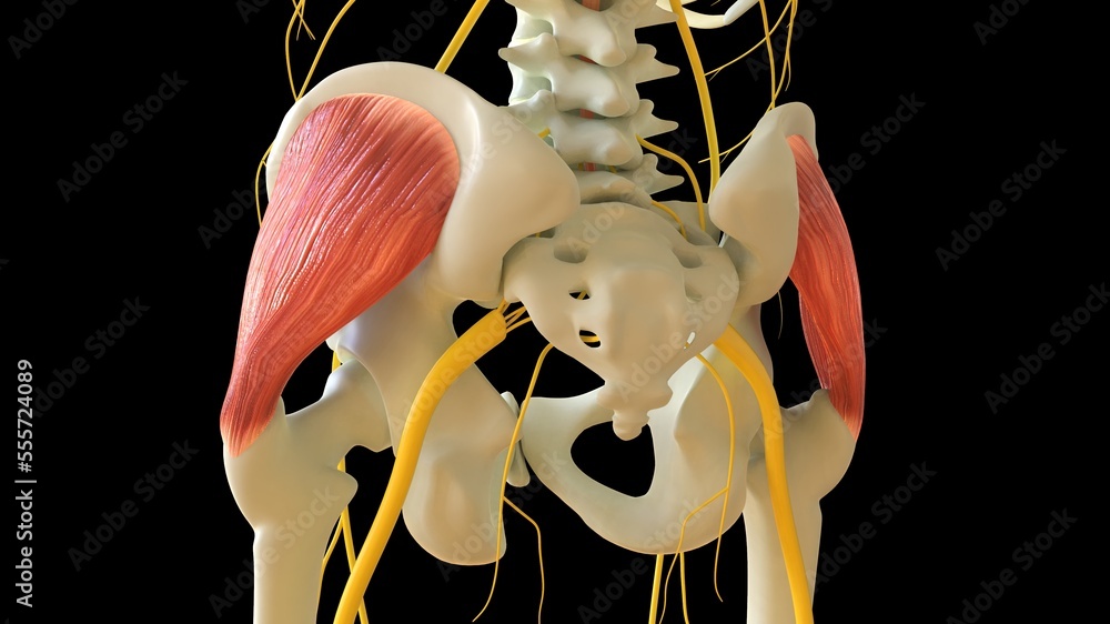 Gluteus Medius Muscle anatomy for medical concept 3D rendering Stock ...