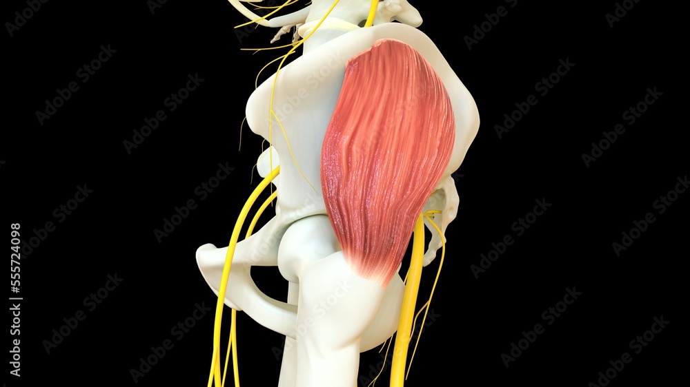 Gluteus Medius Muscle anatomy for medical concept 3D rendering Stock ...