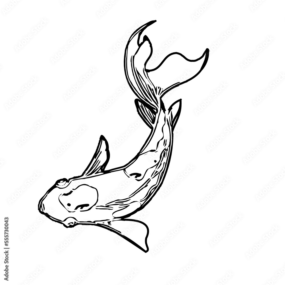 black and white drawing sketch of a koi fish with transparent ...