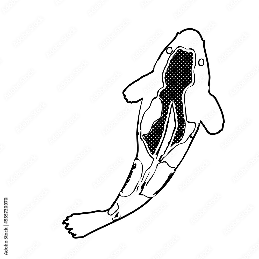 black and white drawing sketch of a koi fish with transparent ...