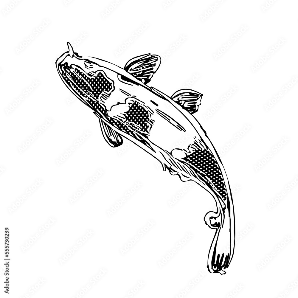 black and white drawing sketch of a koi fish with transparent ...
